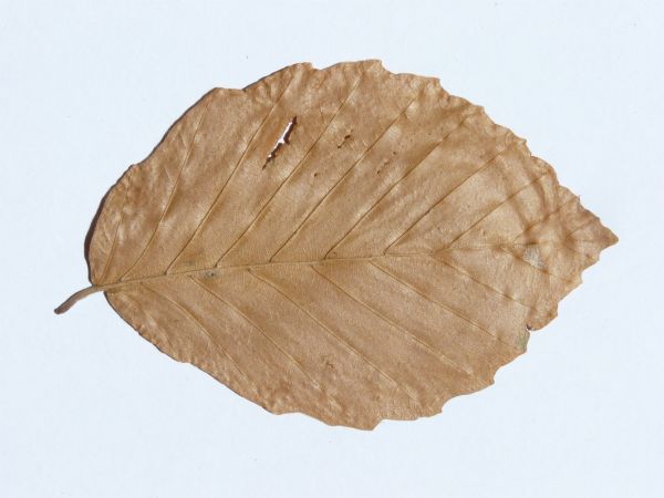 texture 0097 - Texturelib